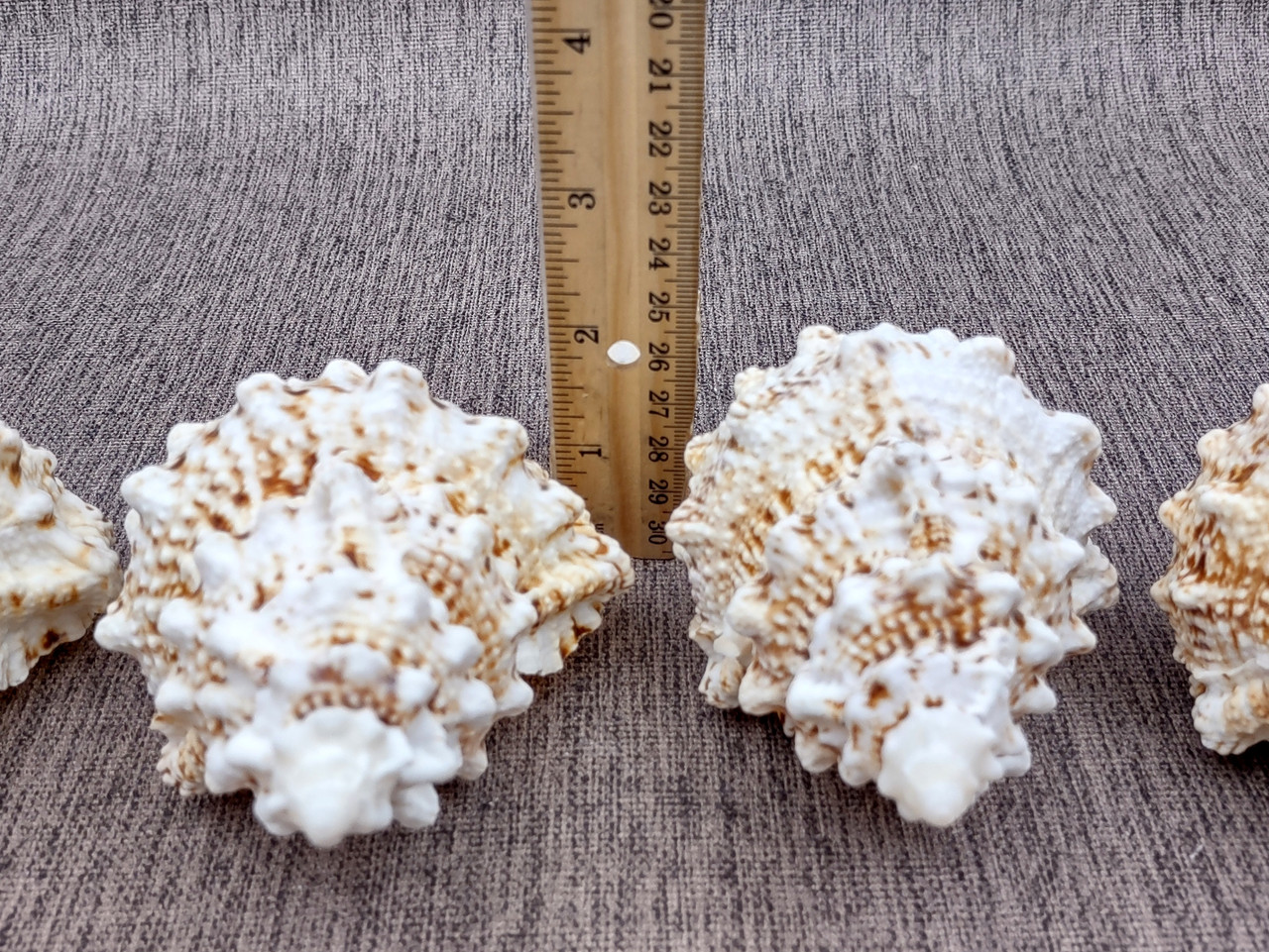 Giant Frog Seashell Bursa Bubo (1 shell approx. 5+ inches) Special ...