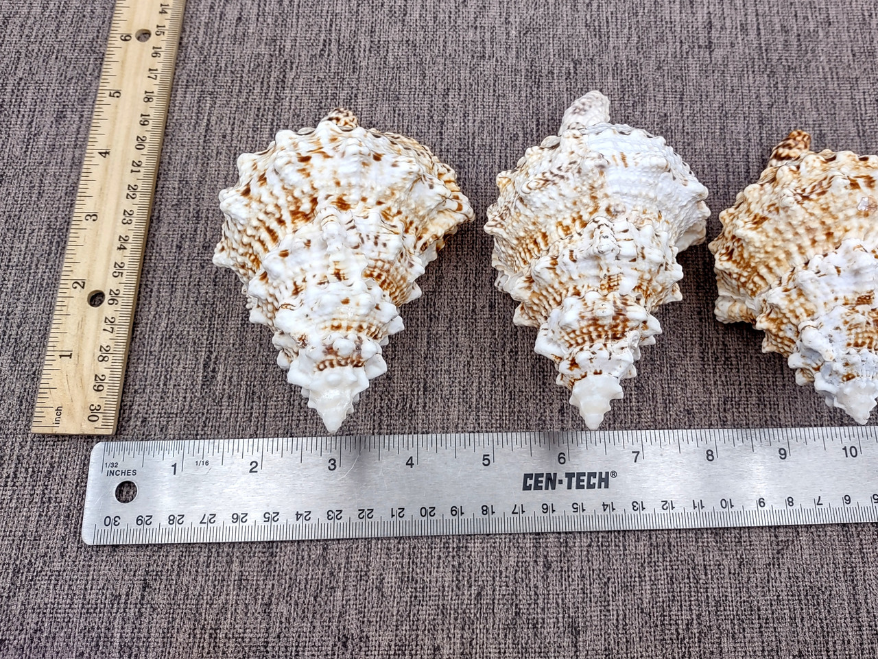 Giant Frog Seashell Bursa Bubo (1 shell approx. 5+ inches) Special ...