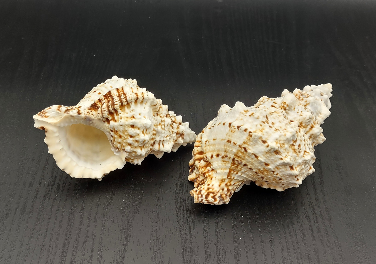 Large Frog Seashells Brown Tan Orange Bursa Bubo (1 shell approx. 4 ...