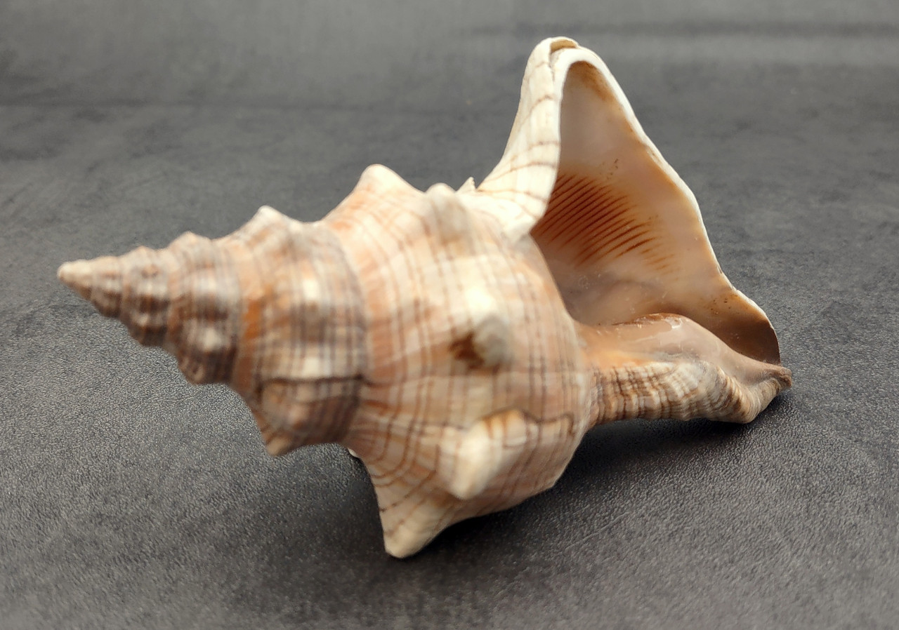 Large Fox Seashell Fasciolaria Trapezium (1 shell approx. 5+ inches ...