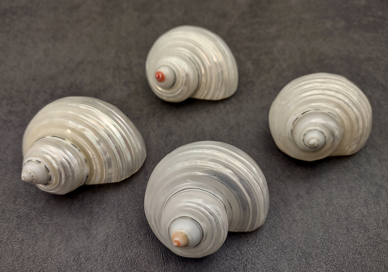 Pearlized Jade Turbo Seashell Turbo Burgessi (1 shell approx. 1.75 ...