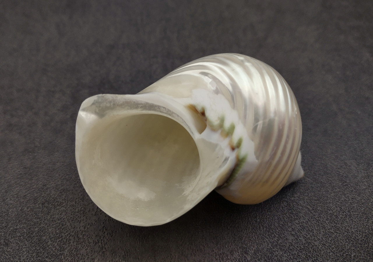 Pearlized Jade Turbo Seashell Turbo Burgessi (1 shell approx. 2.5 ...