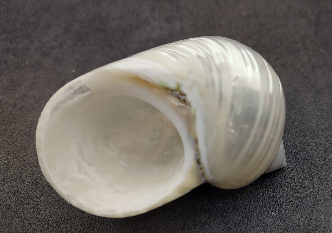 Pearlized Jade Turbo Seashell Turbo Burgessi (1 shell approx. 2.5 ...