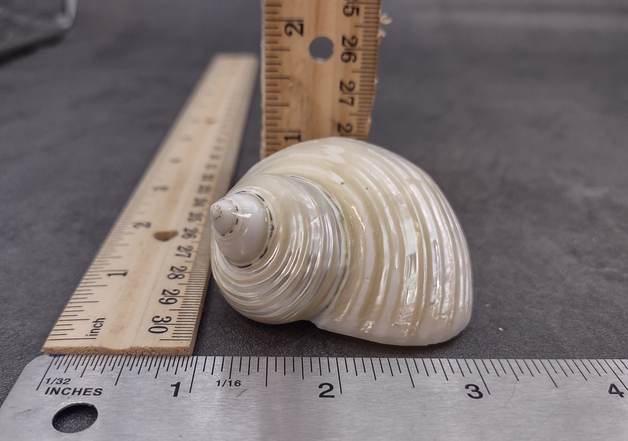 Pearlized Jade Turbo Seashell Turbo Burgessi (1 shell approx. 2.5 ...