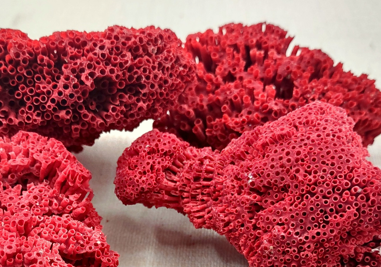 Red Pipe Organ Coral Tubipora Musica (1 coral approx. 3+ inches) Unique ...