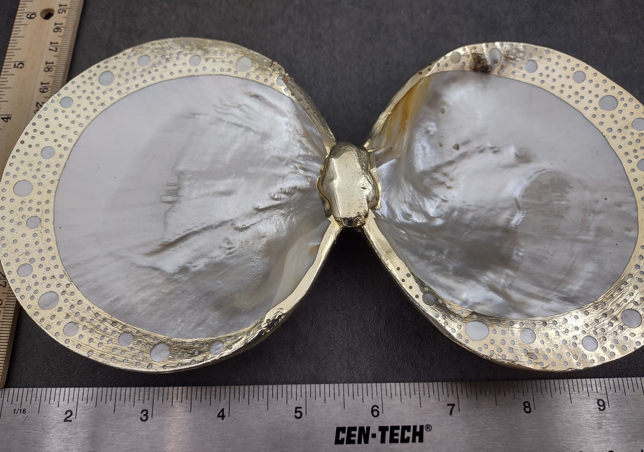 Silver Edged Oyster Seashell Dish Pearl Pinctada Maxima (1 dish approx ...