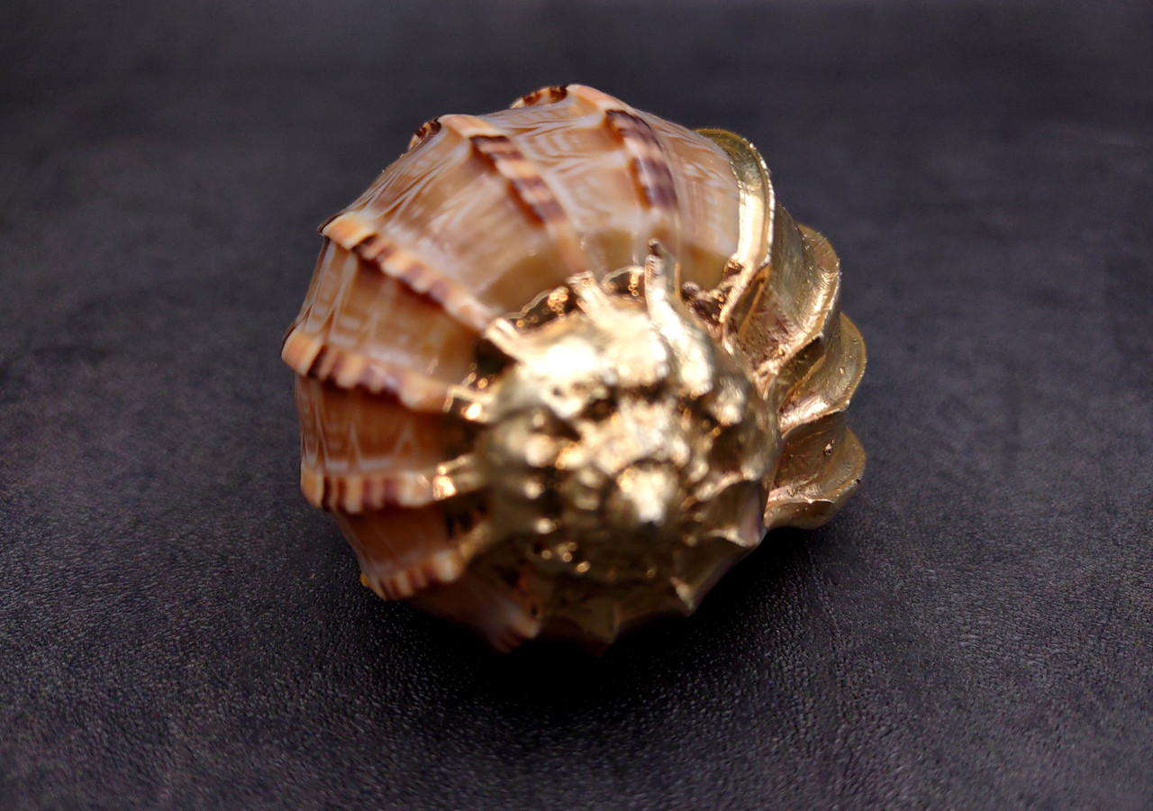 Silver Plated Major Harp Seashell Harpa Major (1 shell approx. 3 ...