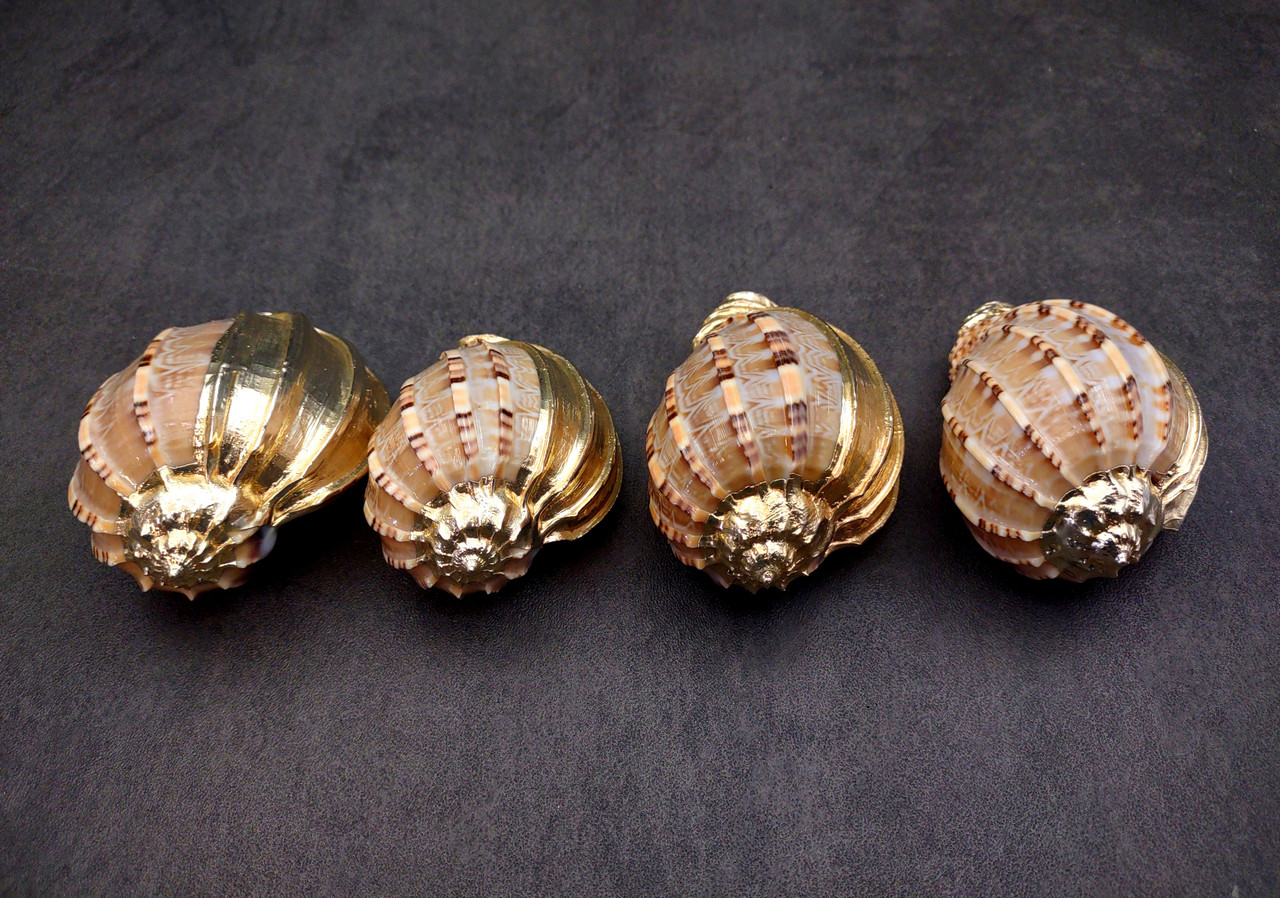 Silver Plated Major Harp Seashell Harpa Major (1 shell approx. 3 ...