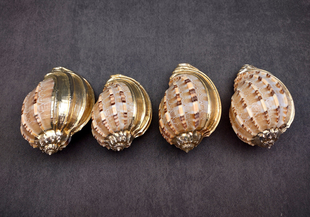 Silver Plated Major Harp Seashell Harpa Major (1 shell approx. 3 ...