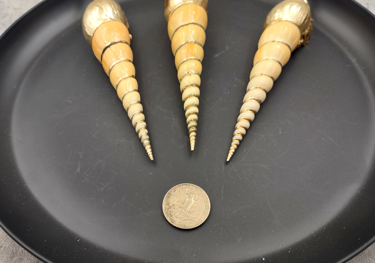 Silver Plated Shin-Bone Tibia Seashell Tibia Fuscus (1 shell approx. 6 ...