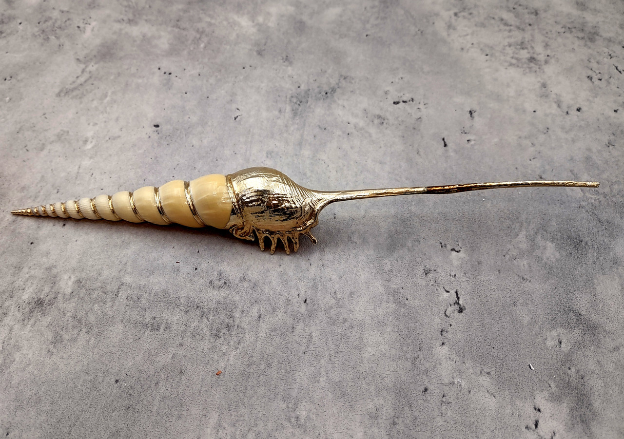 Silver Plated Shin-Bone Tibia Seashell Tibia Fuscus (1 shell approx. 6 ...