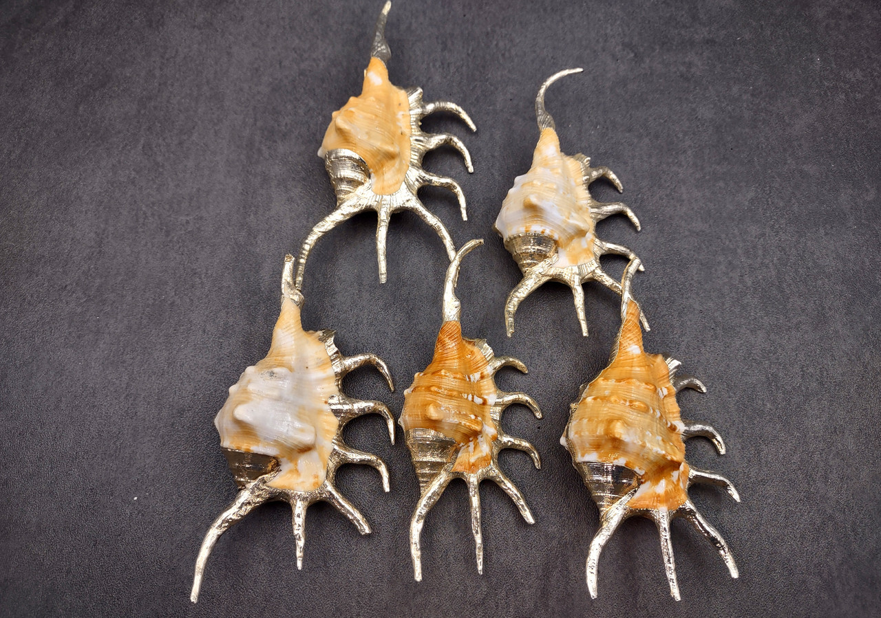 Silver Plated Orange Spider Seashell Lambis Crotata (1 shell approx. 4 ...