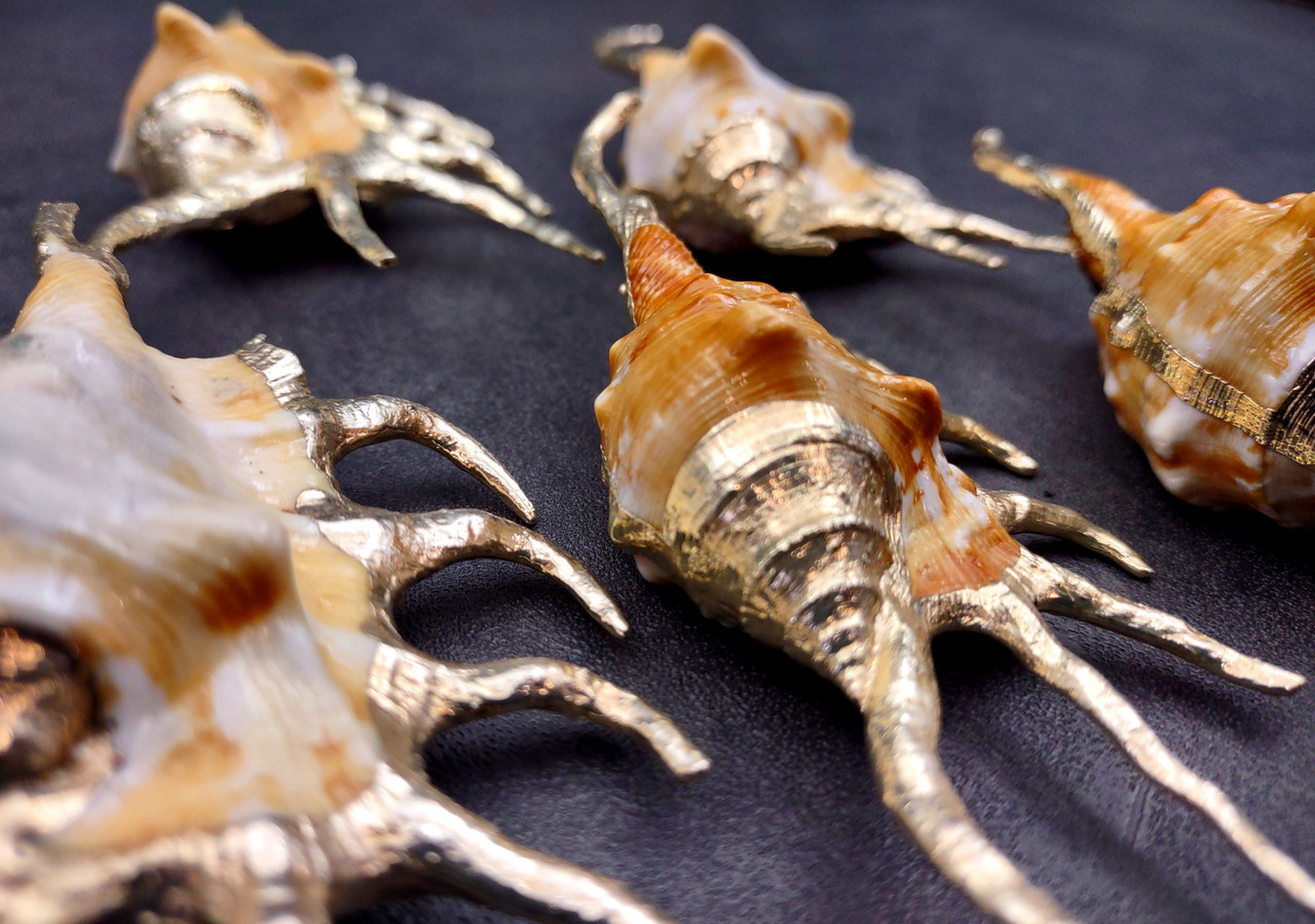 Silver Plated Orange Spider Seashell Lambis Crotata (1 shell approx. 4 ...