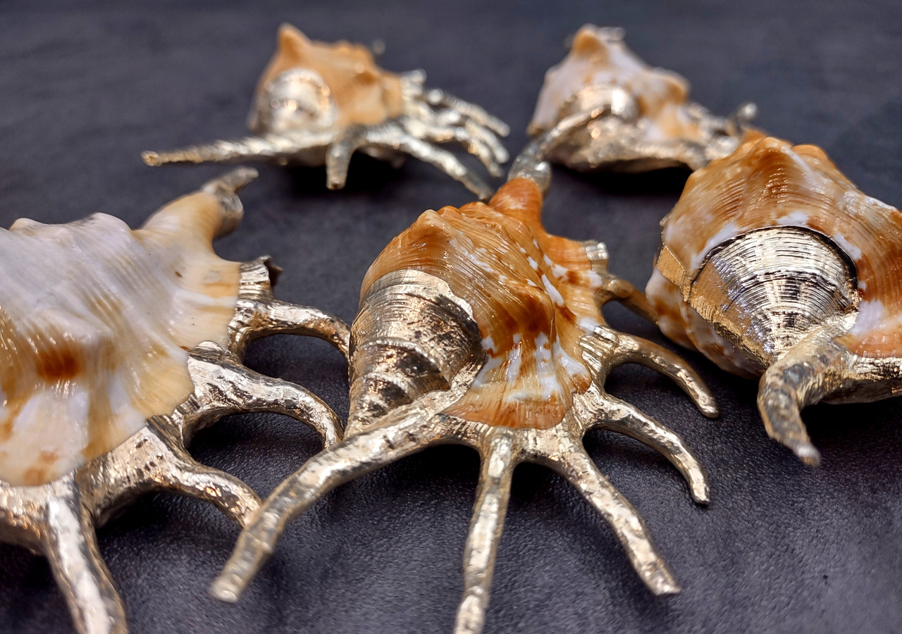 Silver Plated Orange Spider Seashell Lambis Crotata (1 shell approx. 4 ...