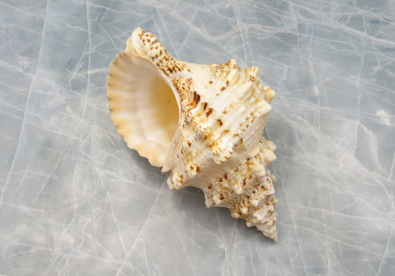 Giant Frog Seashells Brown Tan Orange Bursa Bubo (1 shell approx. 7 ...