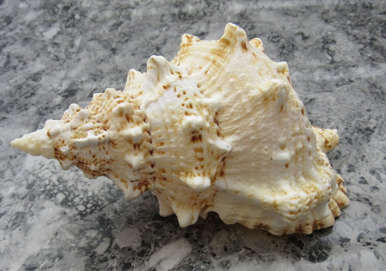 Giant Frog Seashell Bursa Bubo (1 shell 7+ inches) Perfect shells for ...