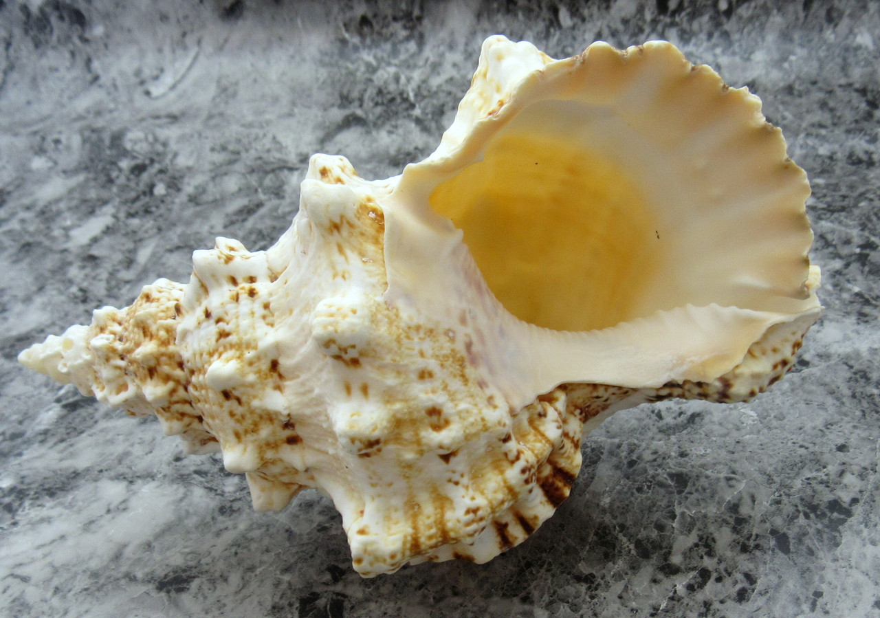 Giant Frog Seashells Brown Tan Orange Bursa Bubo (1 shell approx. 7 ...