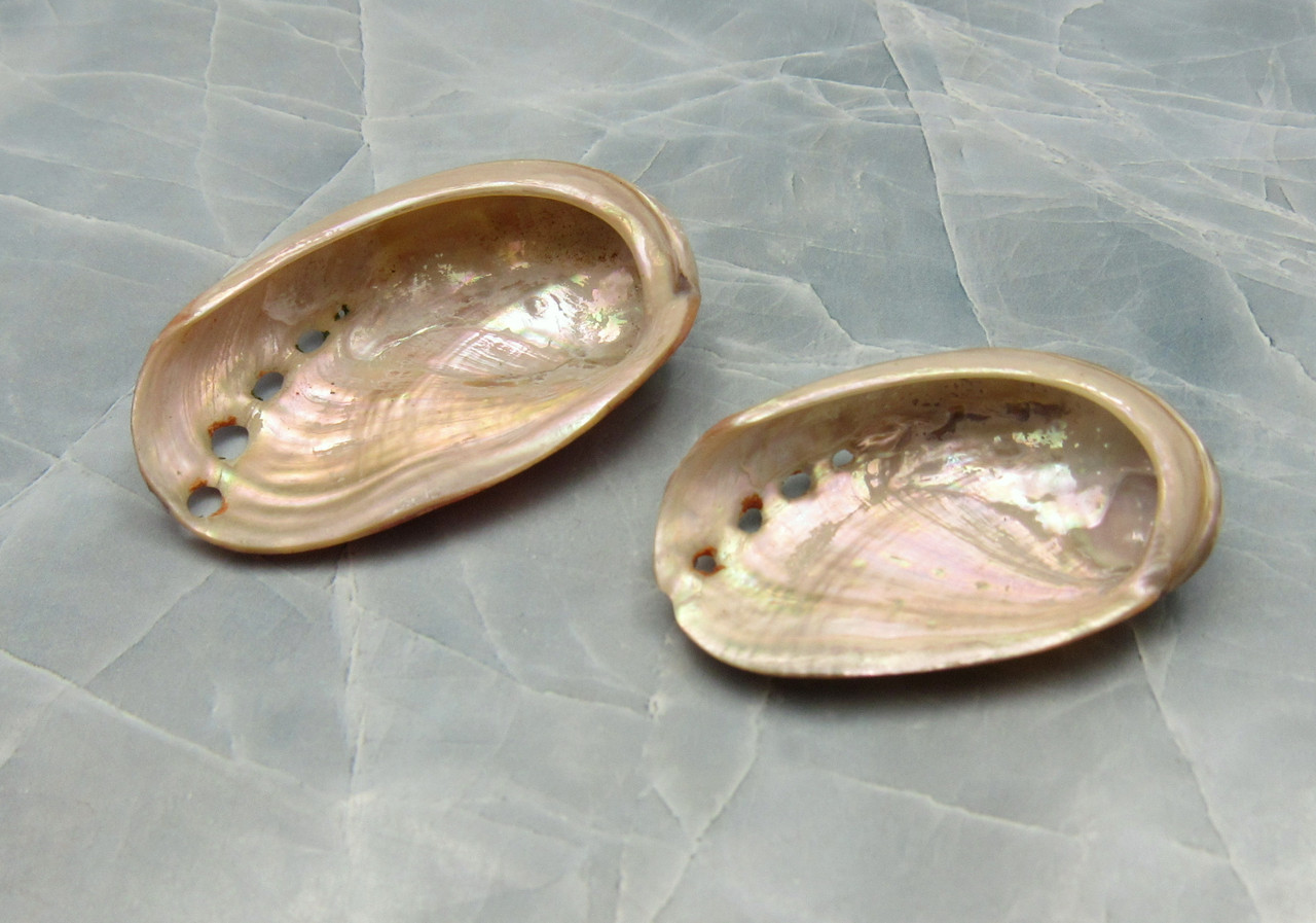 Polished Red Abalone Seashell Haliotis Rufescens (2 shells approx. 1.5 ...