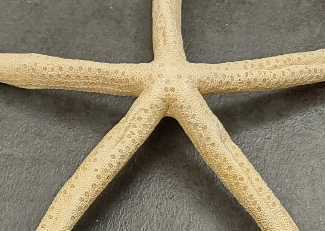 Finger Starfish Cream Linckia Laevigata (2 stars approx. 10-11+ inches ...