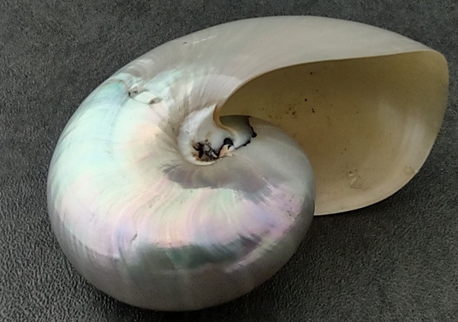 Pearlized Nautilus Seashell Polished Nautilus Pompilius (1 shell approx ...