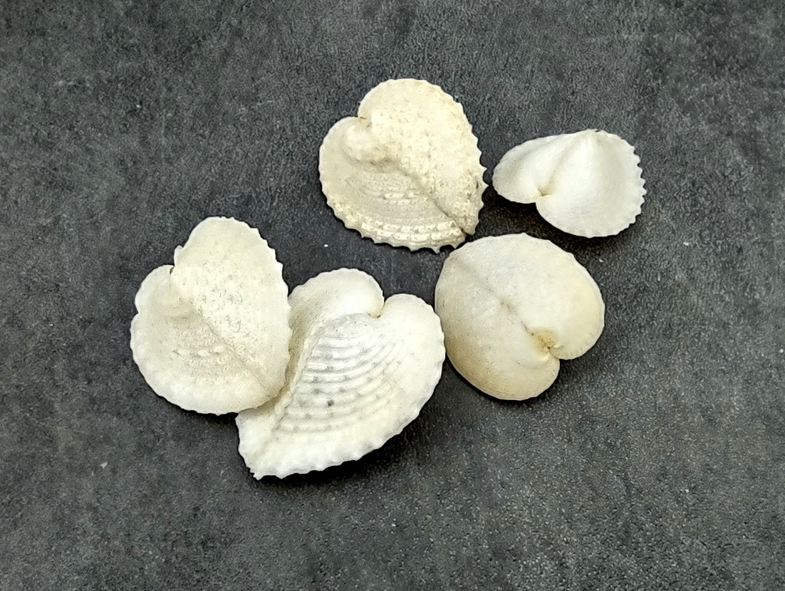 Heart Cockle Seashells White True Heart Corculum Cardissa (5 shells ...
