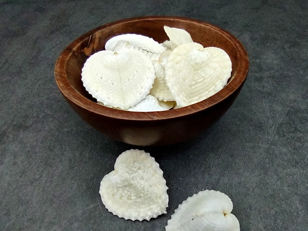 Heart Cockle Seashells True Heart Corculum Cardissa (5 shells approx. 1 ...