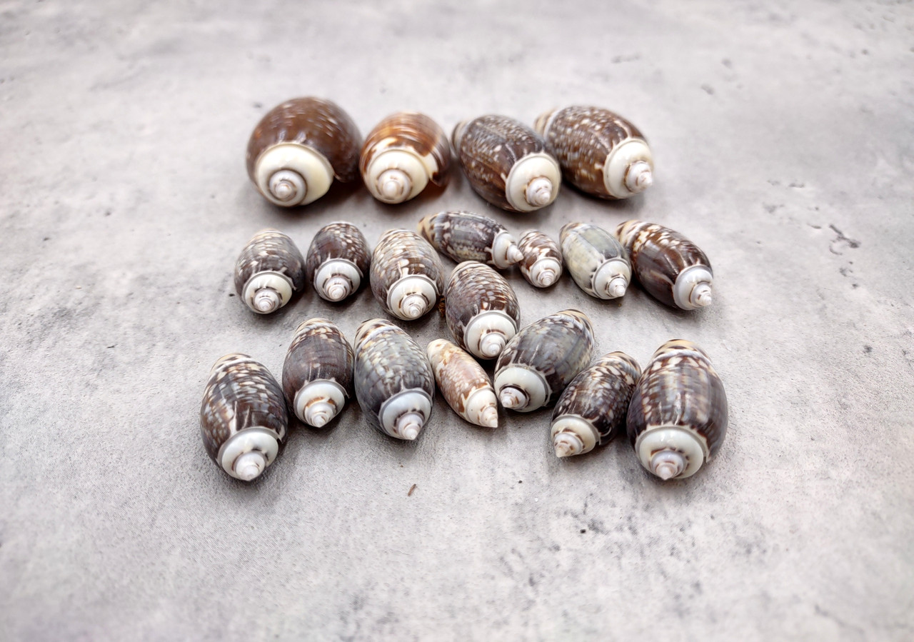 Dark Olive Seashell Assortment (approx. 1 kilogram 65+ shells 2+ inches ...