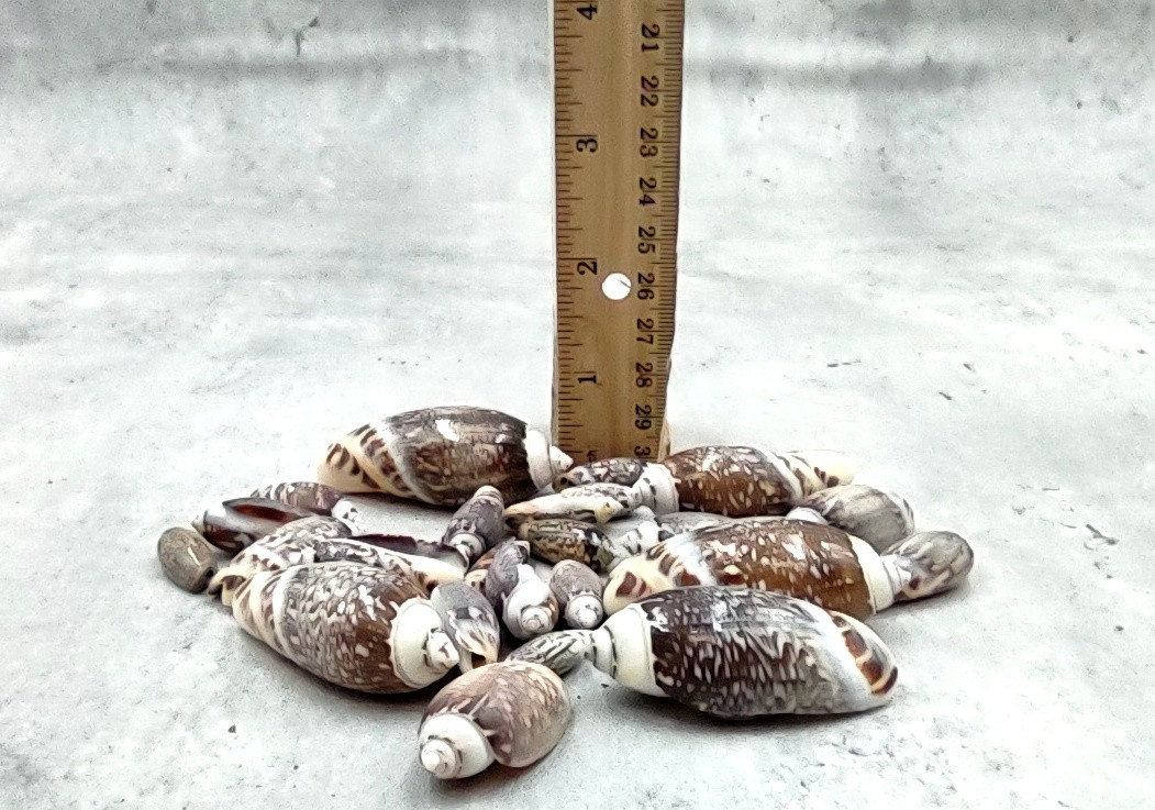Dark Olive Seashell Assortment (approx. 1 kilogram 65+ shells 2+ inches ...