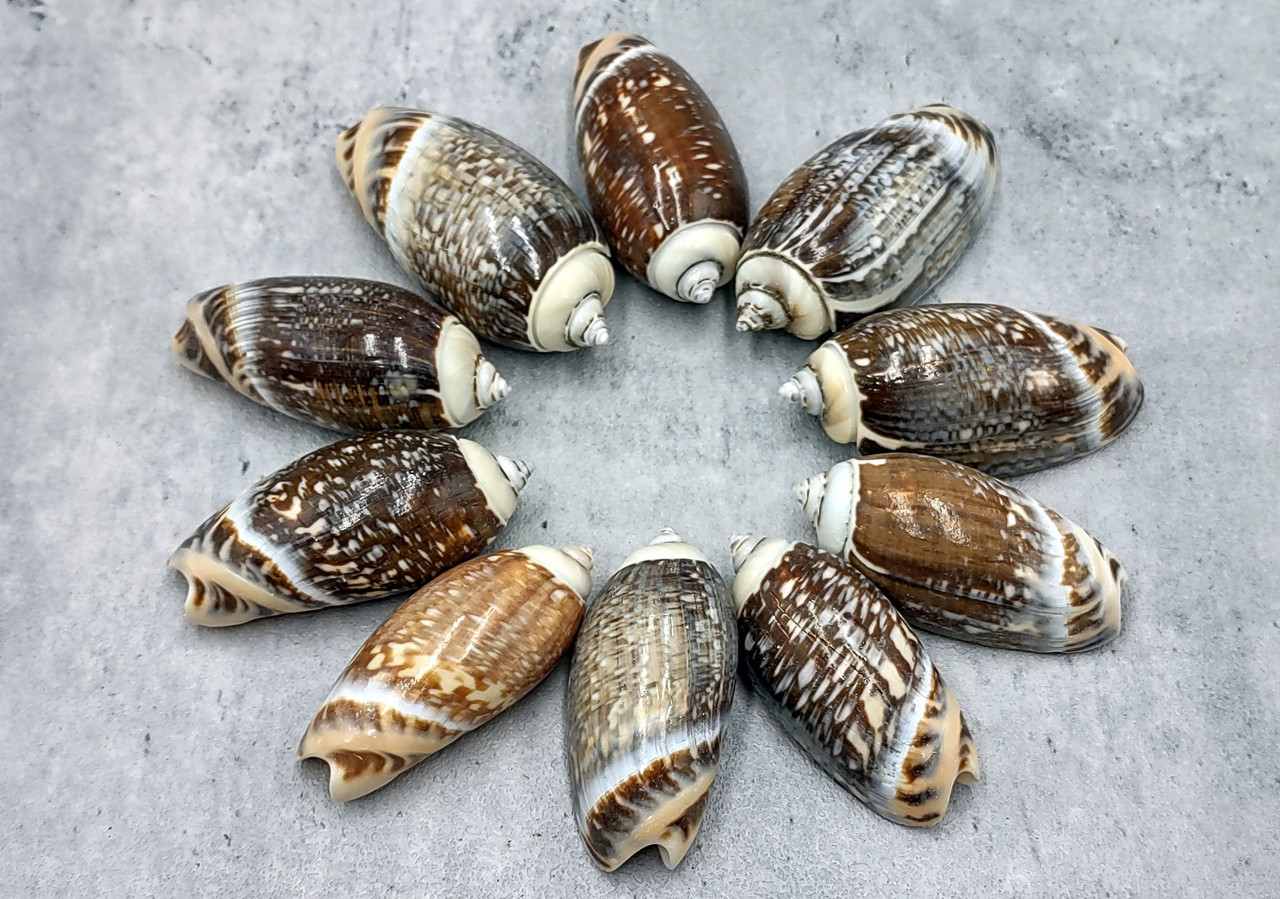 Dark Olive Seashell Assortment (approx. 1 kilogram 65+ shells 2+ inches ...