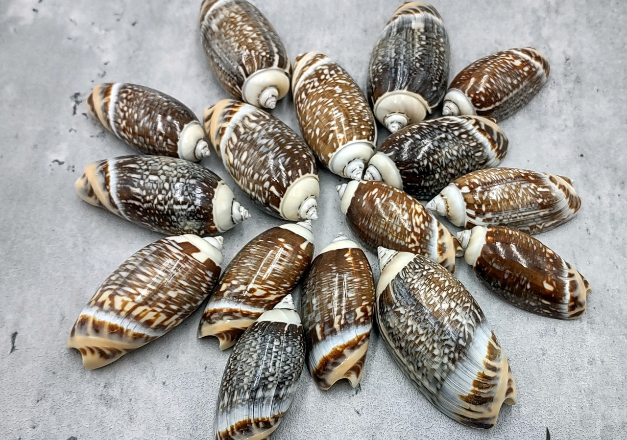 Dark Olive Seashell Assortment (approx. 1 kilogram 65+ shells 2+ inches ...