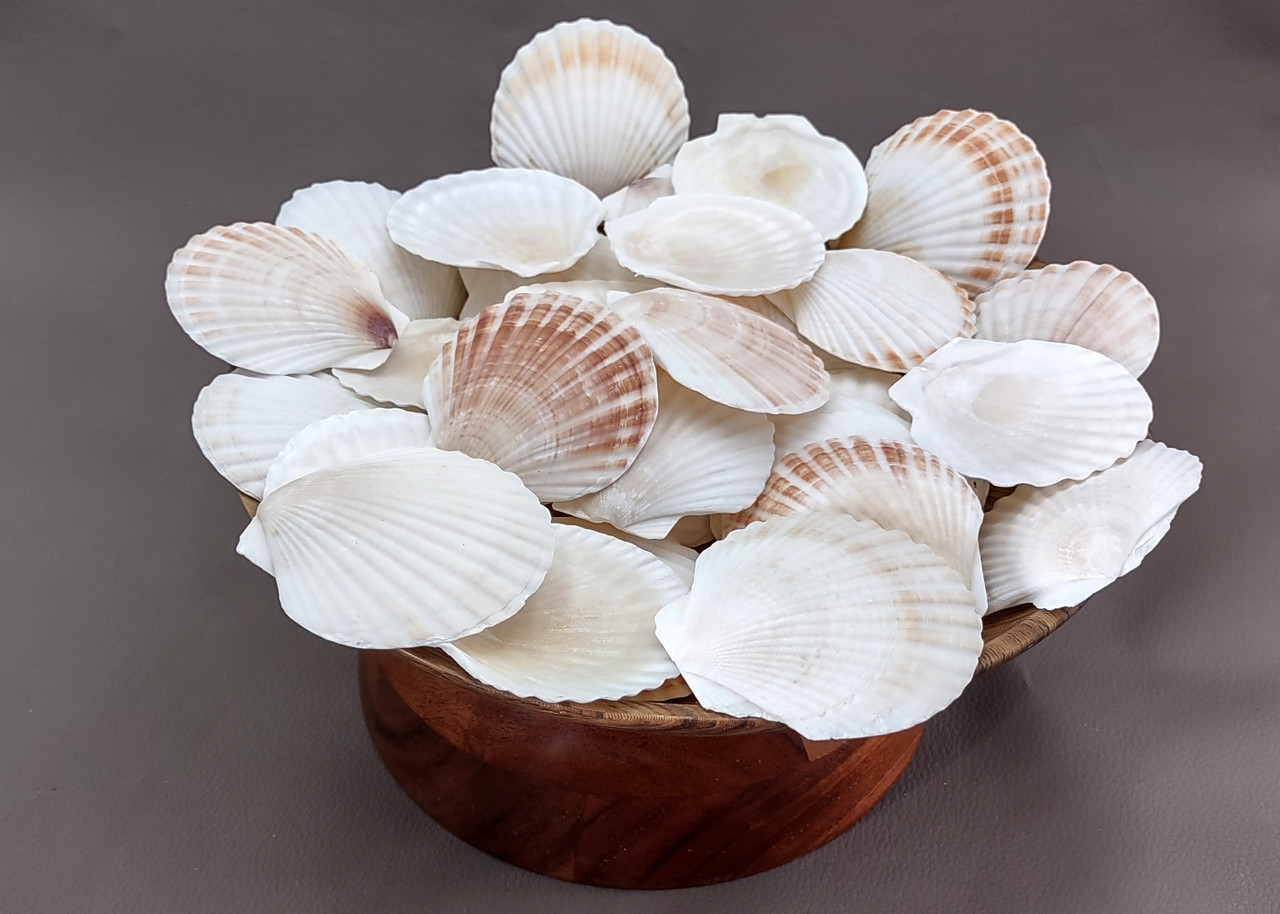 Small Scallop Baking Dish Seashells Pecten Yessoensis (8 shells approx ...