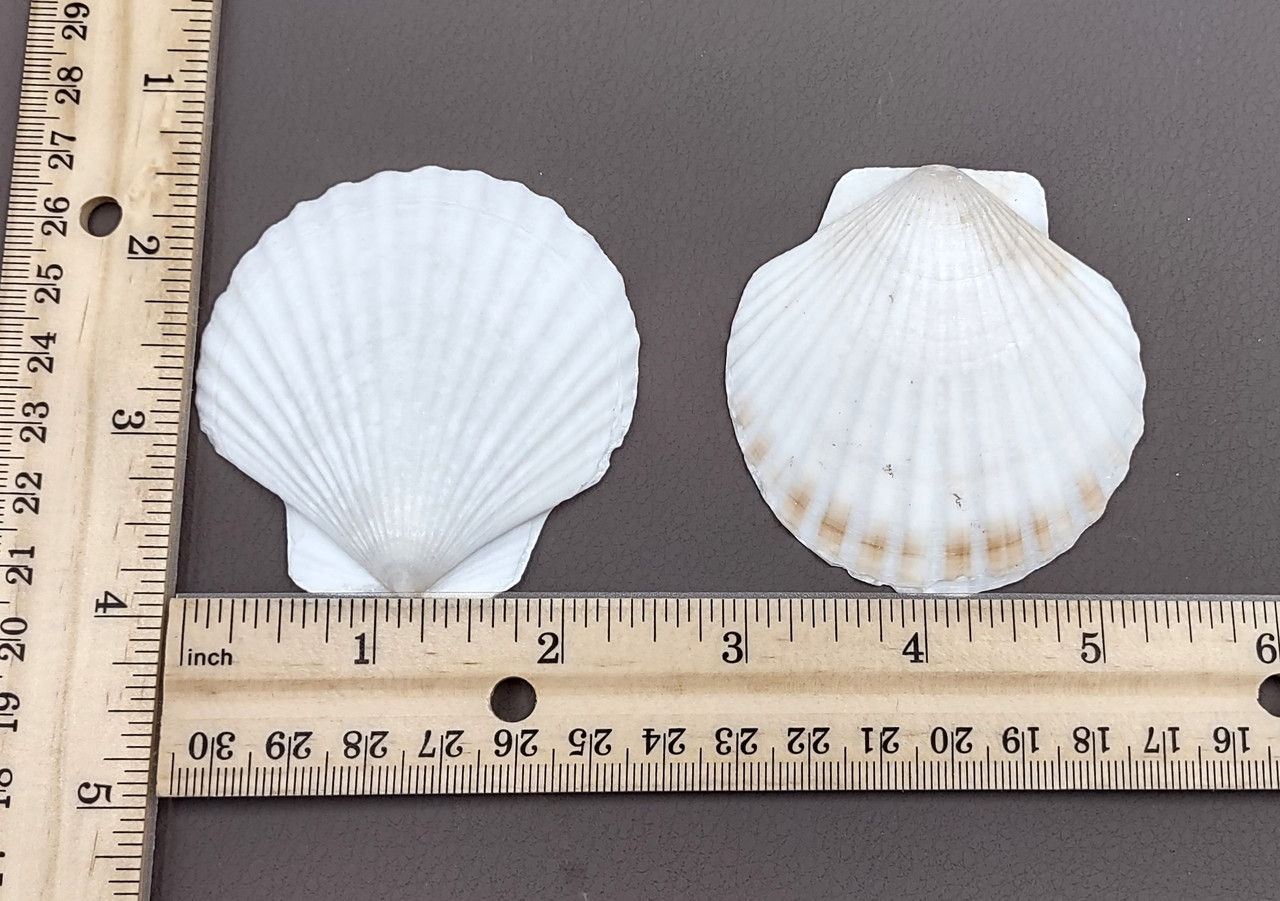 Small Scallop Baking Dish Seashells Pecten Yessoensis (8 shells approx ...