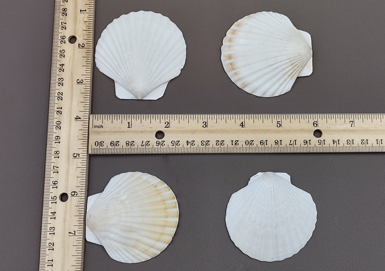 Small Scallop Baking Dish Seashells Pecten Yessoensis (8 shells approx ...