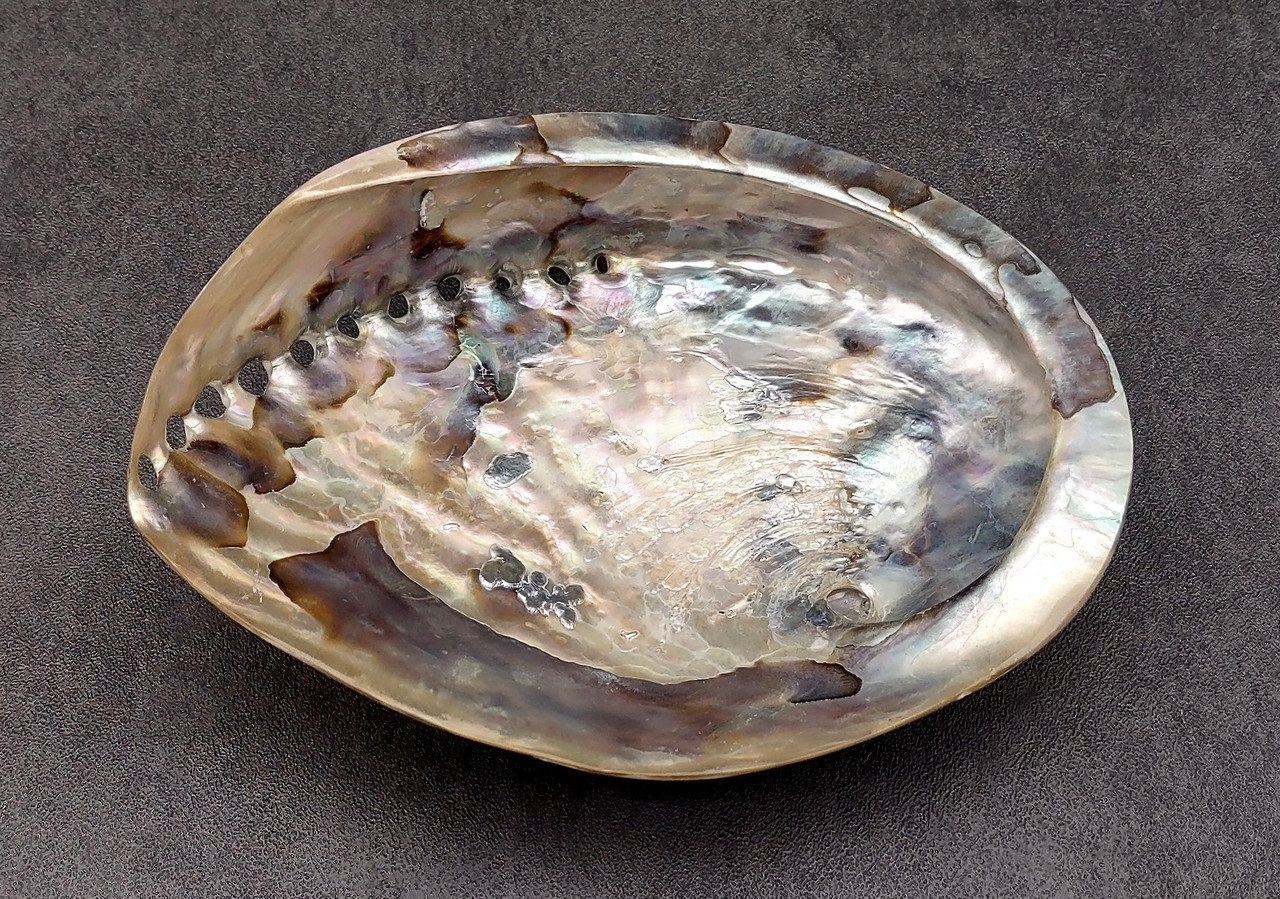 Polished White Abalone Midas Seashell Haliotis Midae (1 shell approx. 5+ inches) Iridescent ...