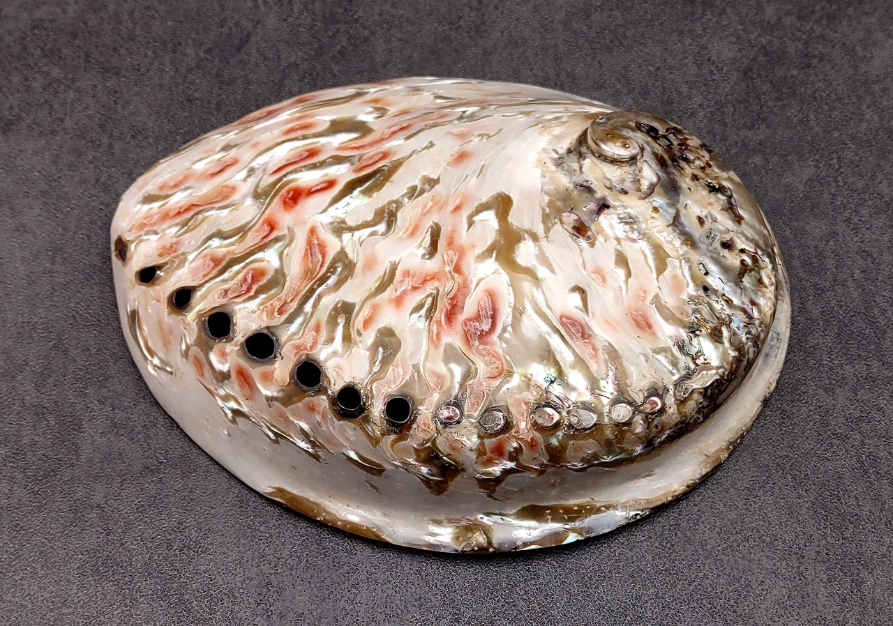 Polished White Abalone Midas Seashell Haliotis Midae (1 shell approx. 5+ inches) Iridescent ...