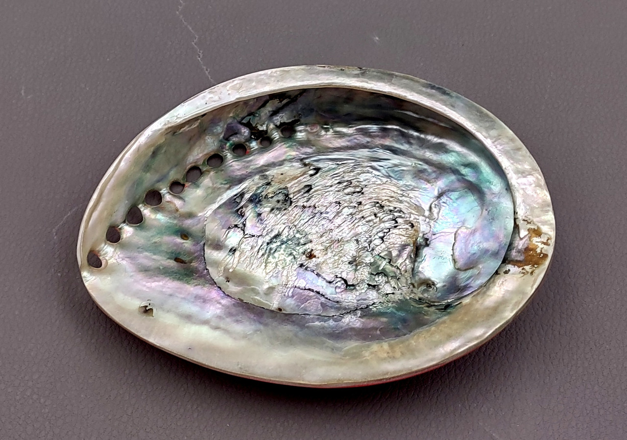 Polished Hot Pink Abalone Midas Dyed Seashell Haliotis Midae (1 shell ...