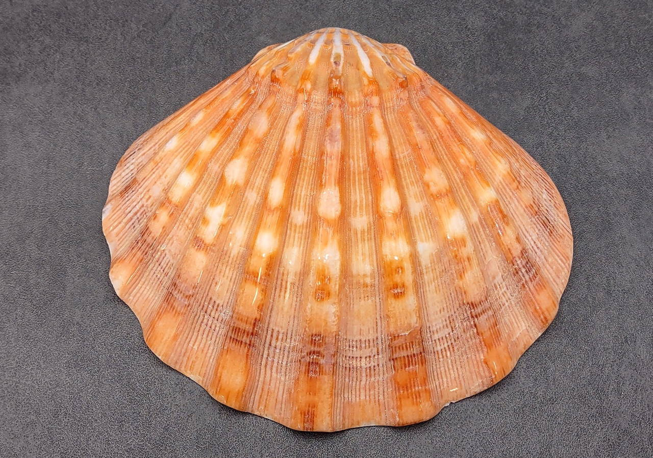 Polished Orange Lions Paw Scallop Seashell Pecten Subnodosus (1 shell ...