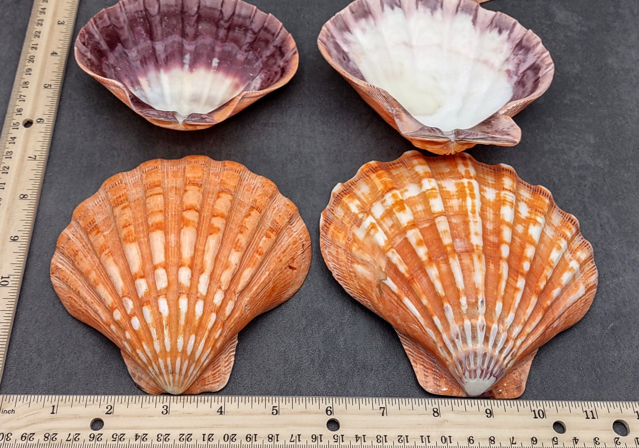Polished Orange Lions Paw Scallop Seashell Pecten Subnodosus (1 shell ...
