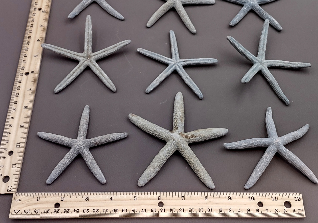 Blue Grey Finger Starfish Linckia Laevigata (3 starfish approx. 3+ inches) Colorful seastars for ...