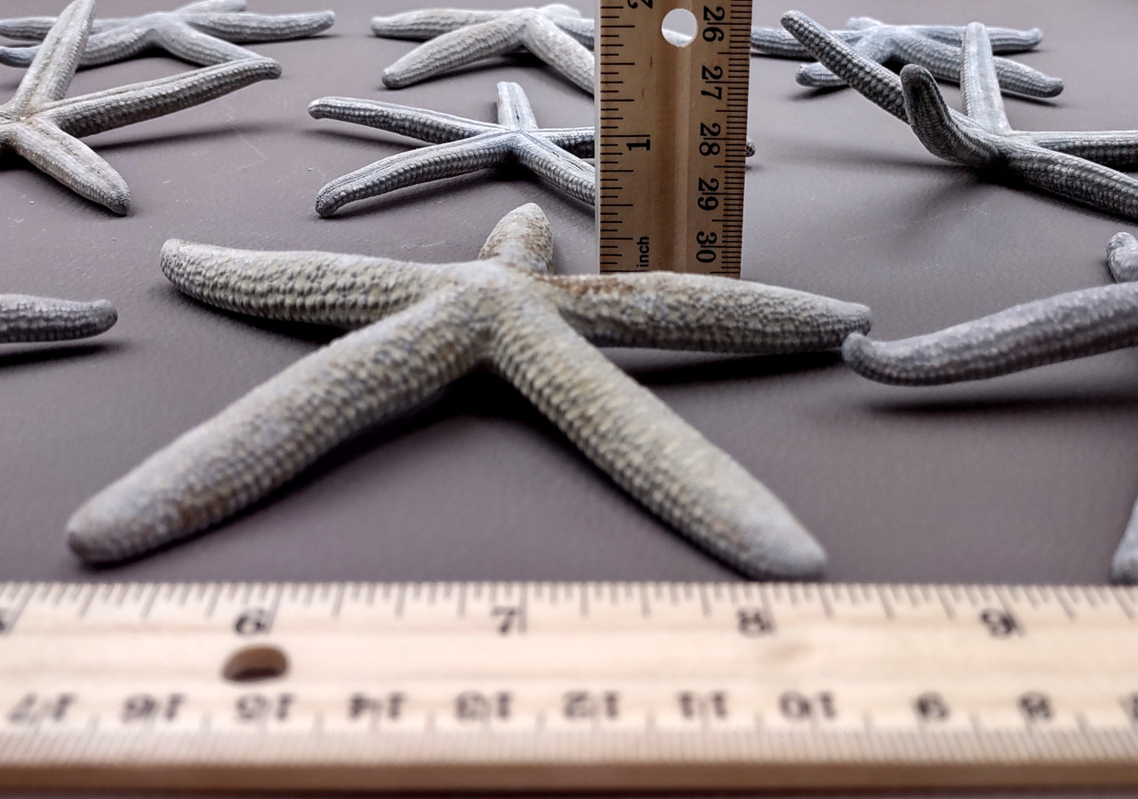 Blue Grey Finger Starfish Linckia Laevigata (3 starfish approx. 3 ...