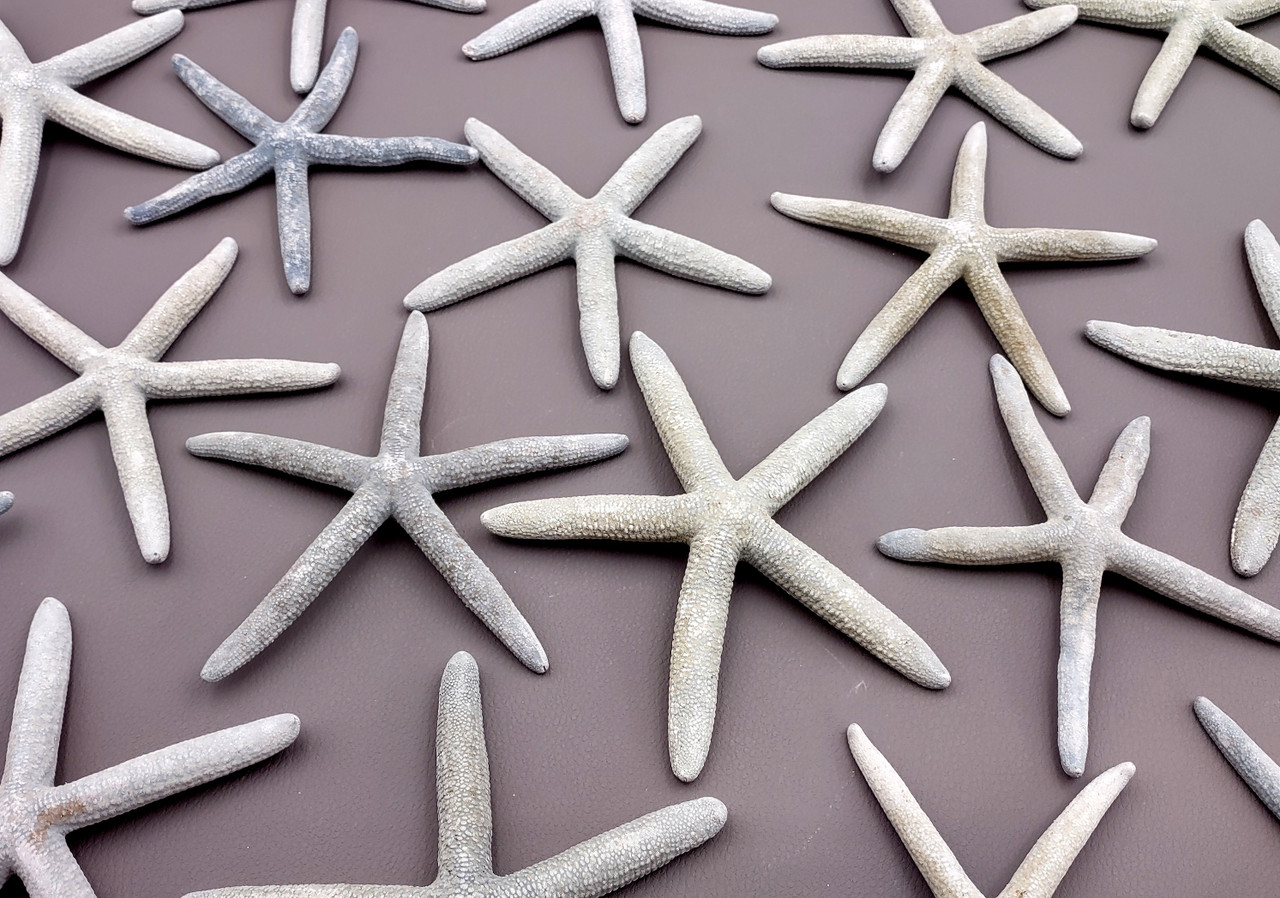 Blue Gray Finger Starfish Linckia Laevigata (2 starfish approx. 5 ...