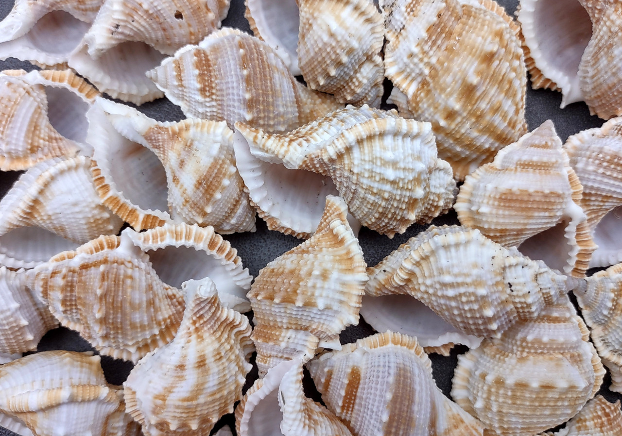 Medium Frog Seashells Creamy Tan Bursa Rana (8 shells approx. 1+ inches ...