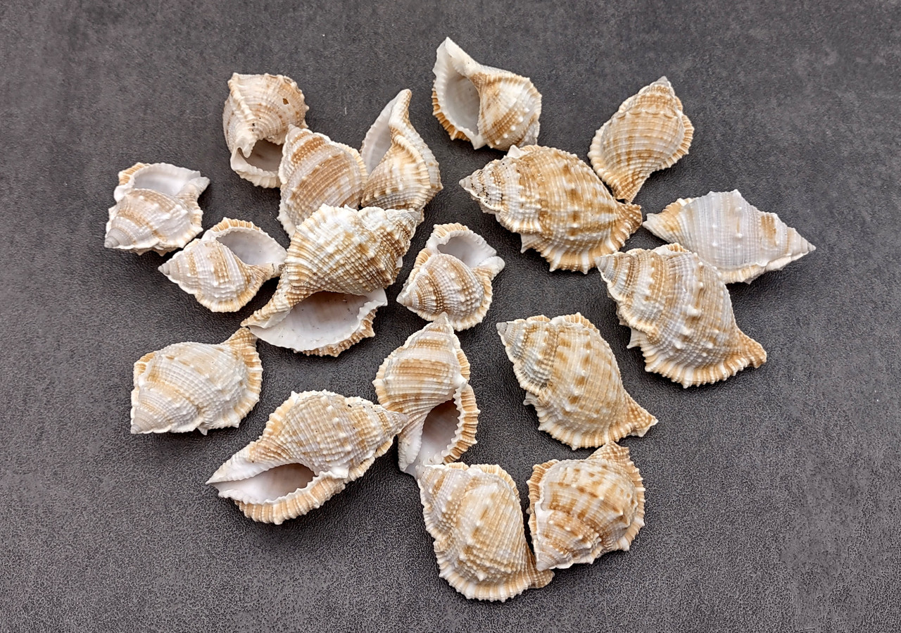 Medium Frog Seashells Creamy Tan Bursa Rana (8 shells approx. 1+ inches ...