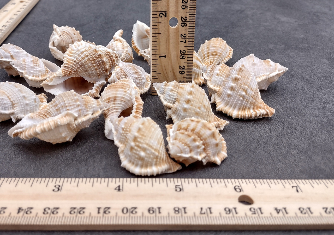 Medium Frog Seashells Creamy Tan Bursa Rana (8 shells approx. 1+ inches ...