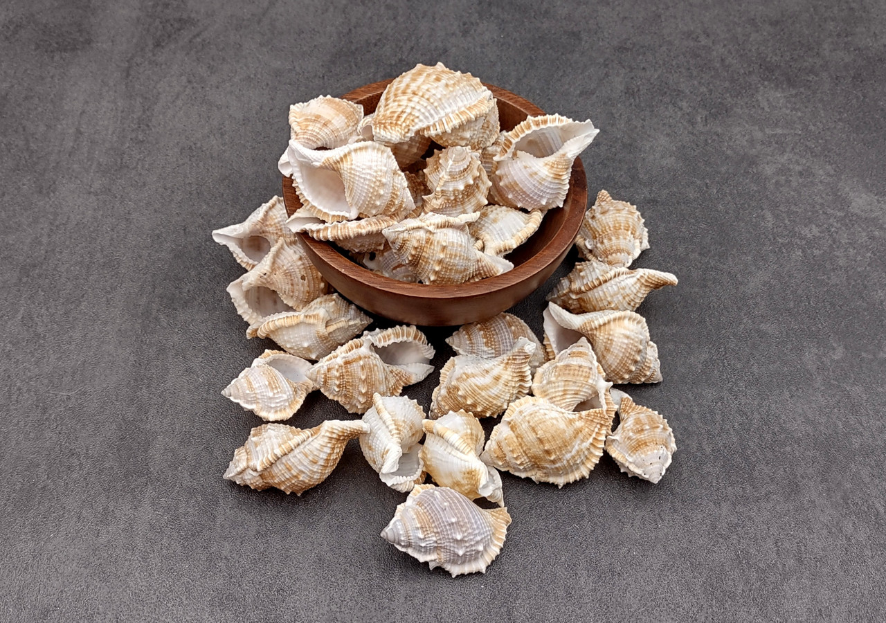 Medium Frog Seashells Creamy Tan Bursa Rana (8 shells approx. 1+ inches ...