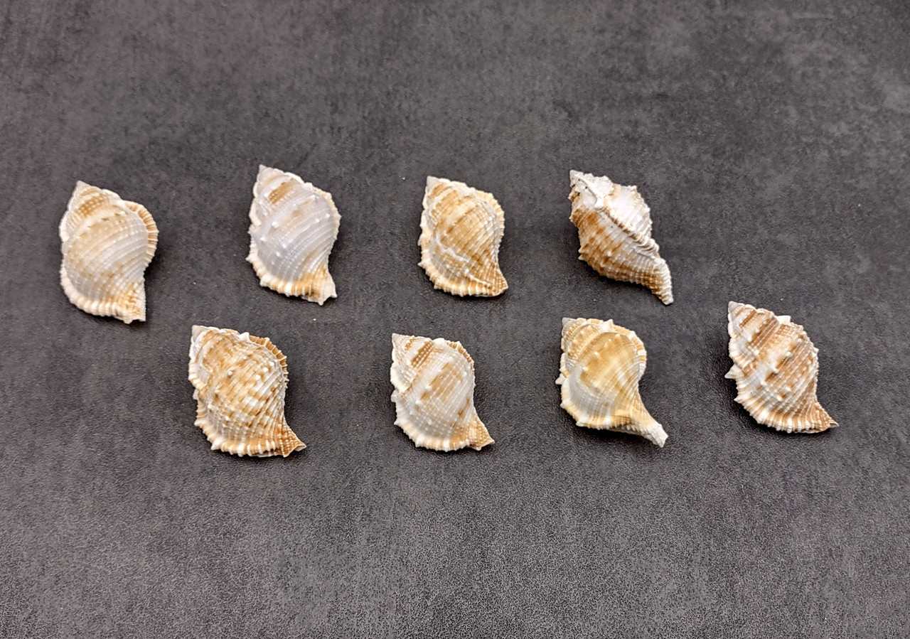 Medium Frog Seashells Creamy Tan Bursa Rana (8 shells approx. 1+ inches ...