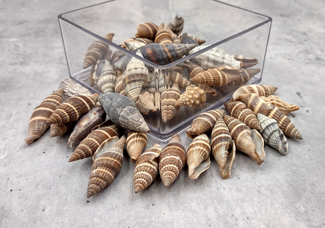 Assorted Miter Seashells Brown Striped (approx. 10+ shells 1.25+ inches ...