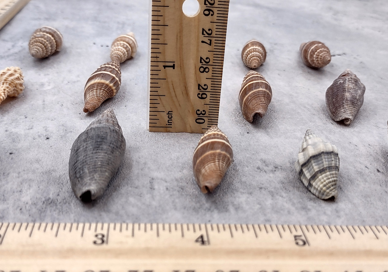 Assorted Miter Seashells Brown Striped (approx. 10+ shells 1.25+ inches ...