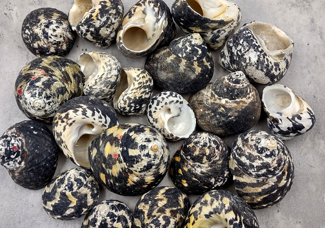 West Indian Top Seashells Magpie Striped Black Cittarium Pica (3 shells ...
