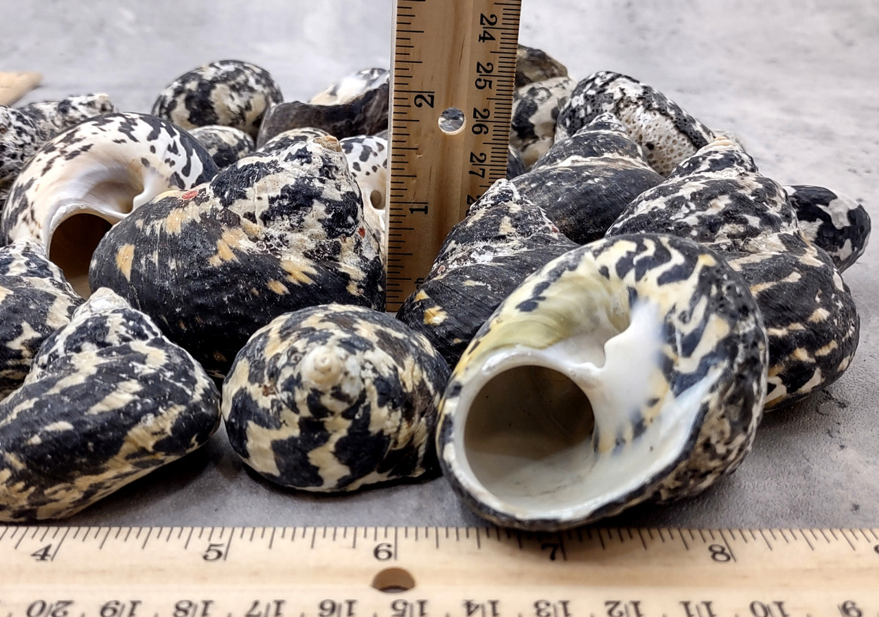 West Indian Top Seashells Magpie Striped Black Cittarium Pica (3 shells ...